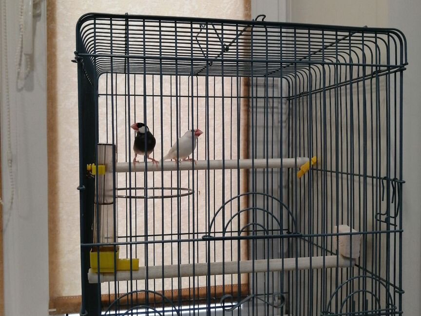 Рисовые амадины