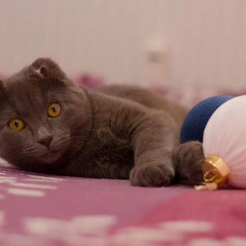Шотландская