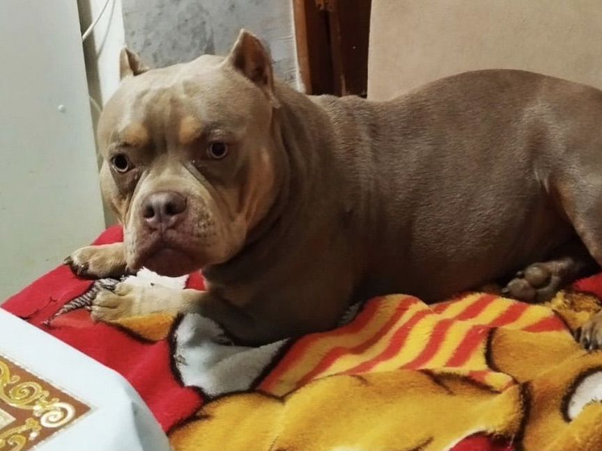 Американский булли