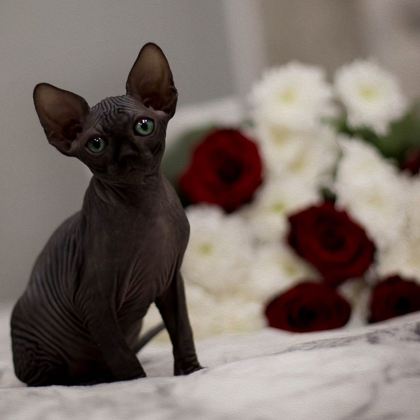 Канадский сфинкс котёнок