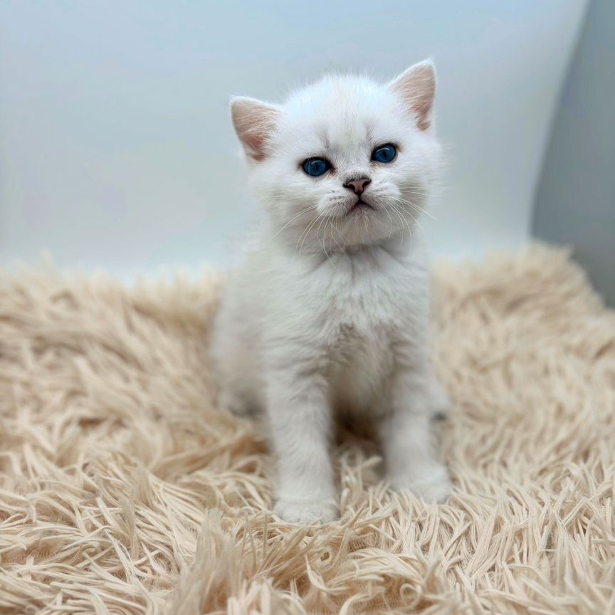 Британская серебристая шиншилла котик