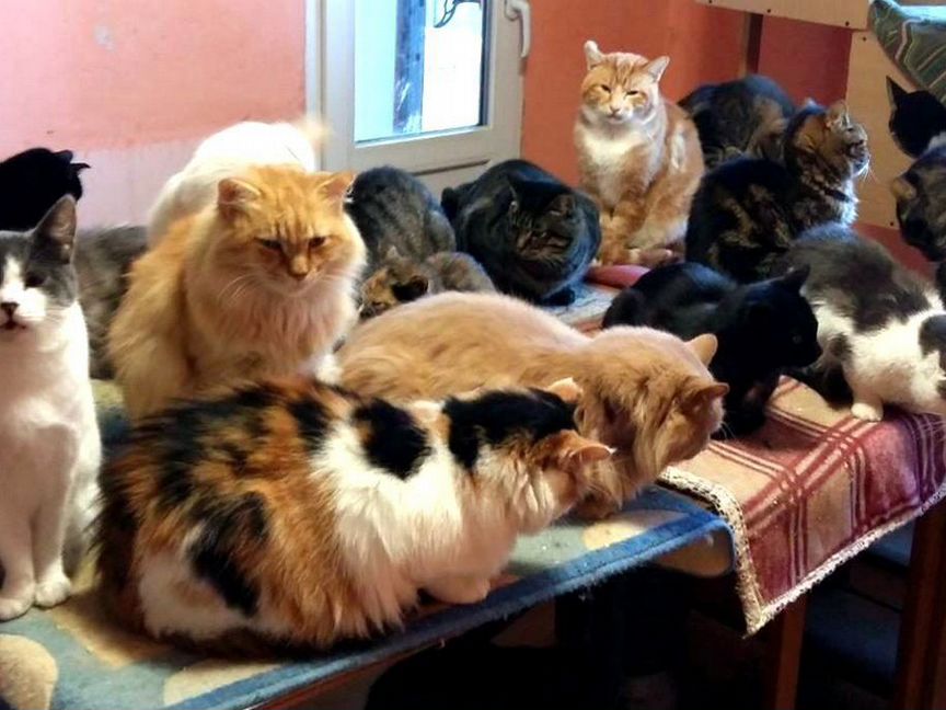 Котики без дома