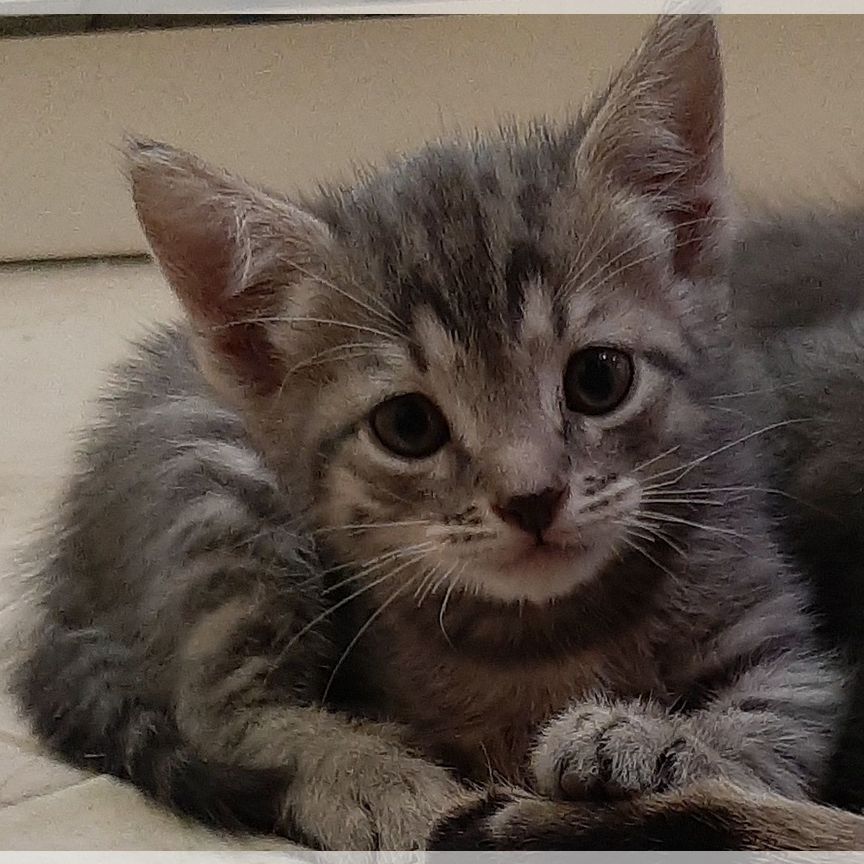 Котёнок в добрые руки