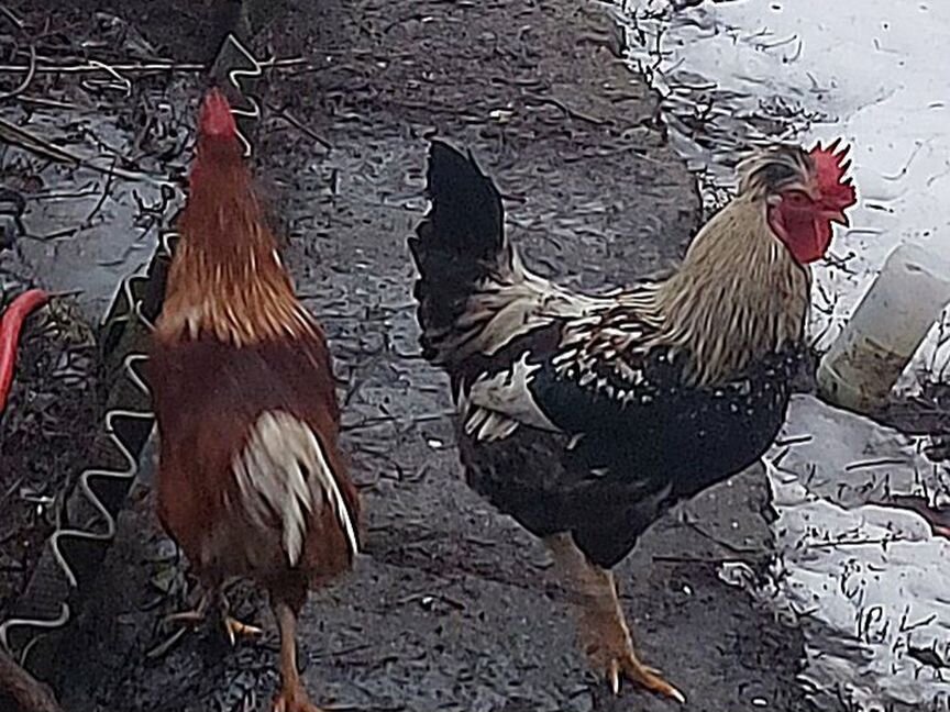 Молодые петухи