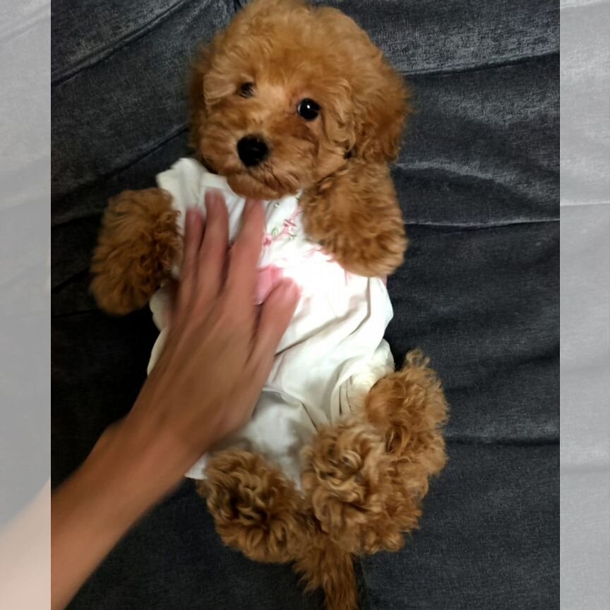 Той-пудель, щенок