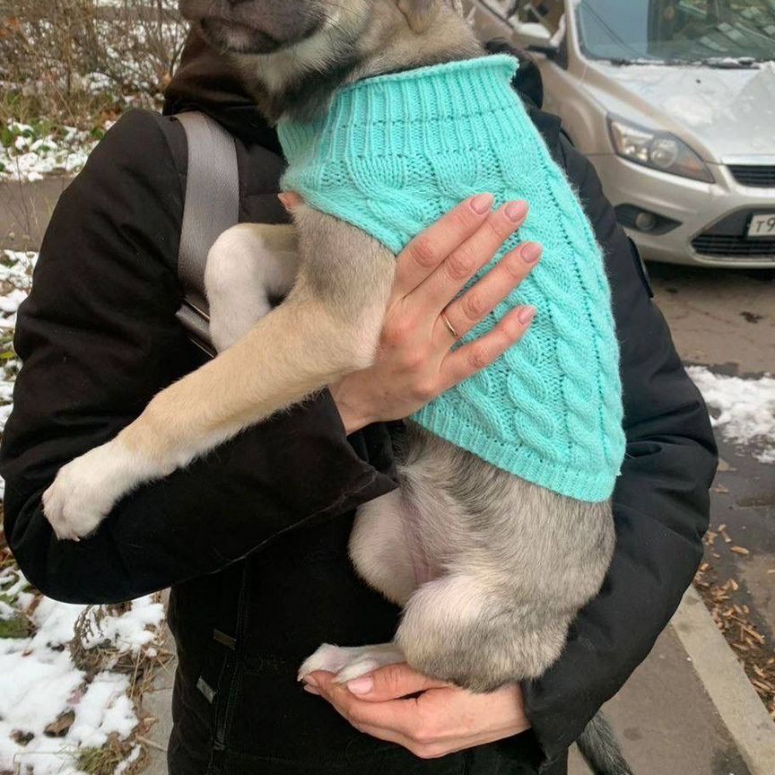 Щенок в добрые руки