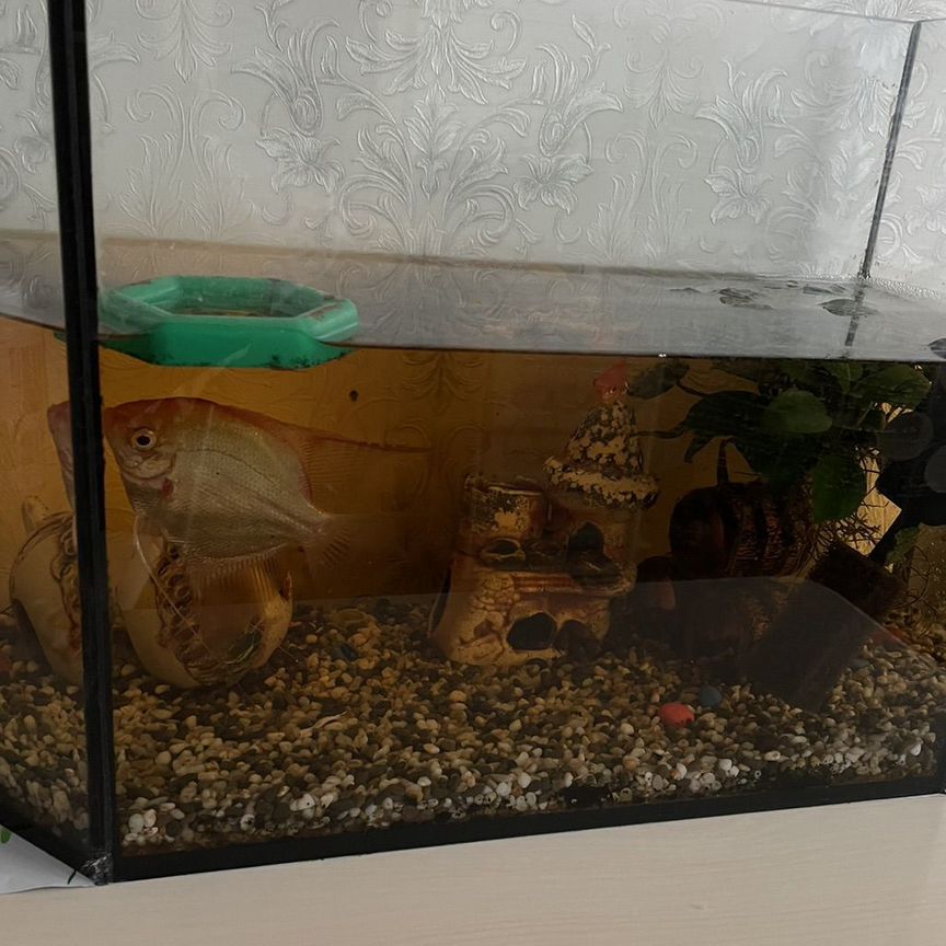 Аквариум с рыбками