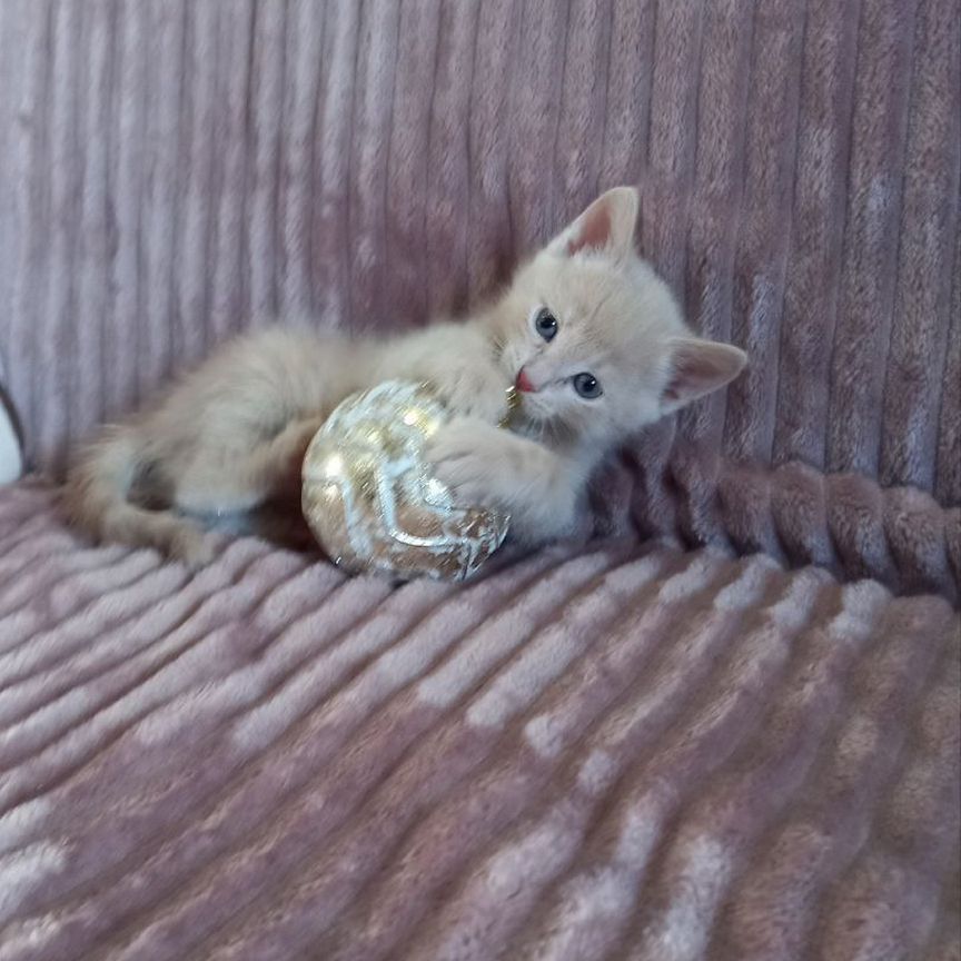 Котятки 1,5 месяца