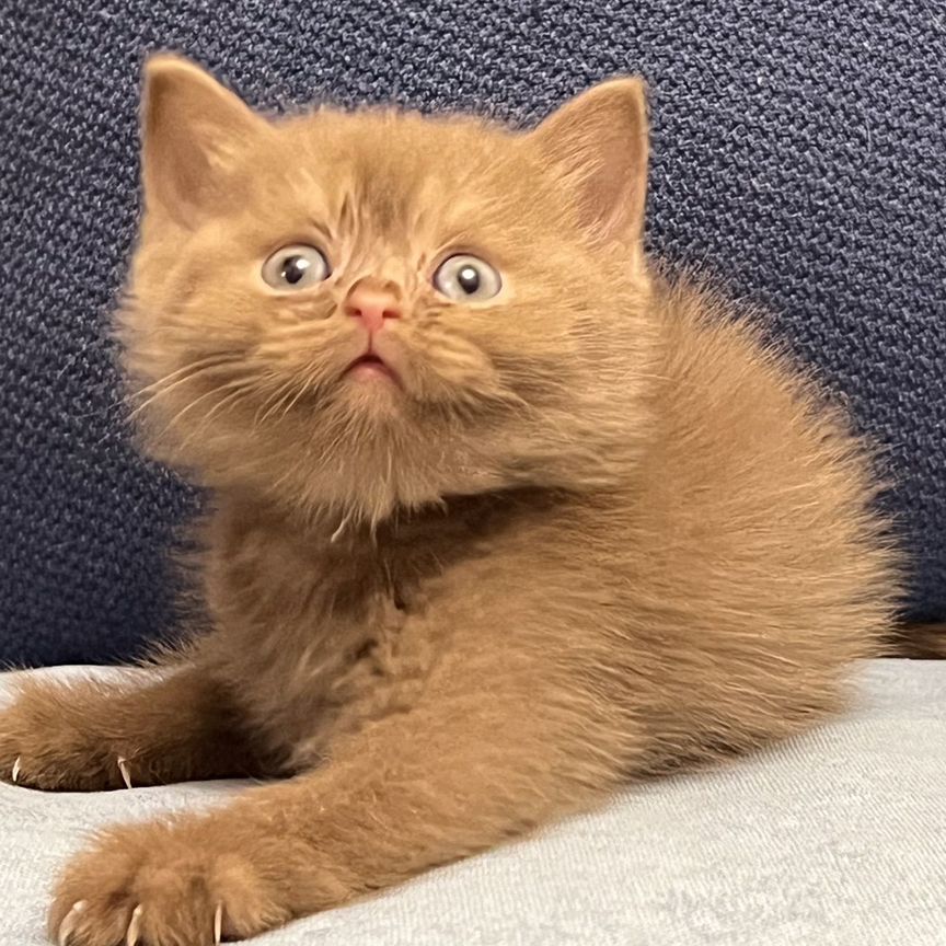 Британский короткошёрстный котёнок