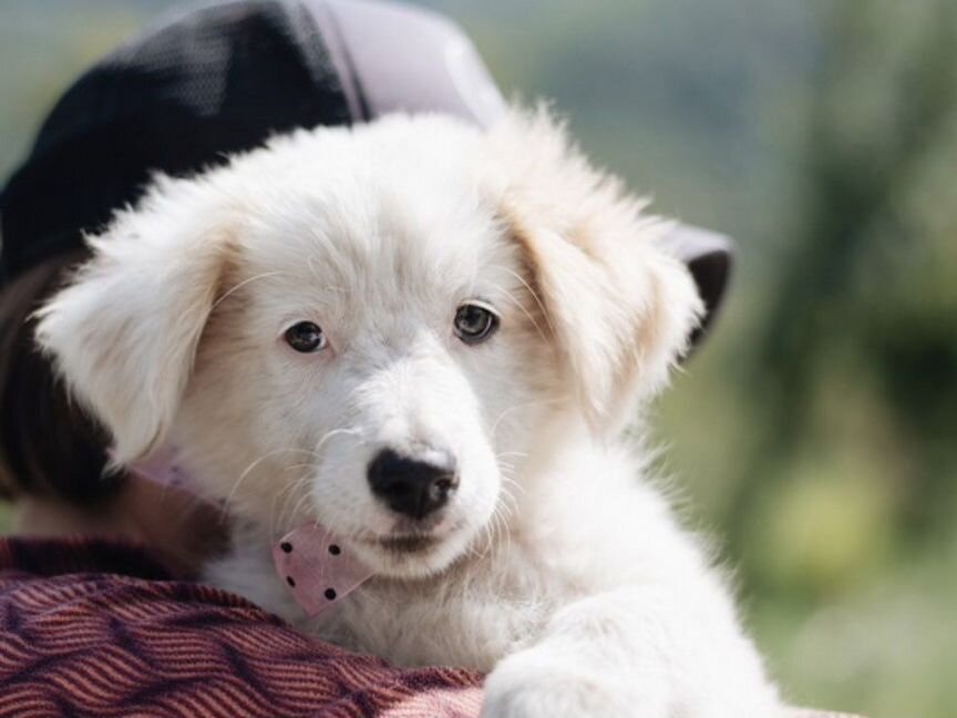 Щенок в добрые руки бесплатно