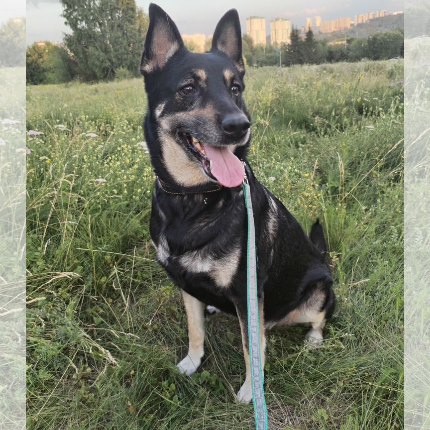 Взрослая собака в добрые руки