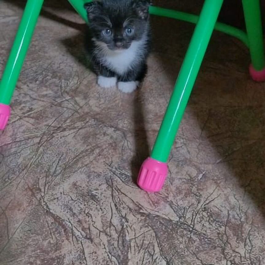 Котята