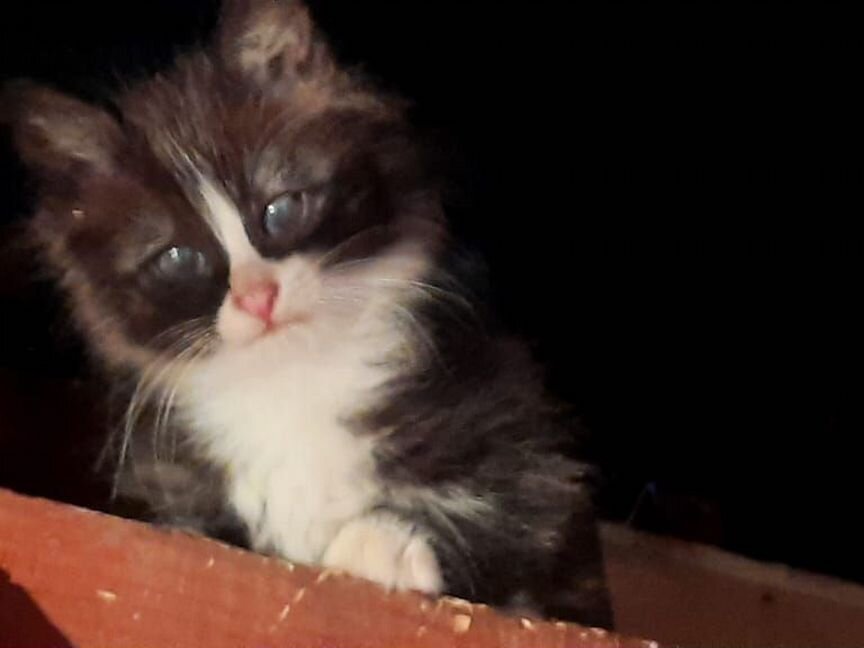 Котята в добрые руки мальчики