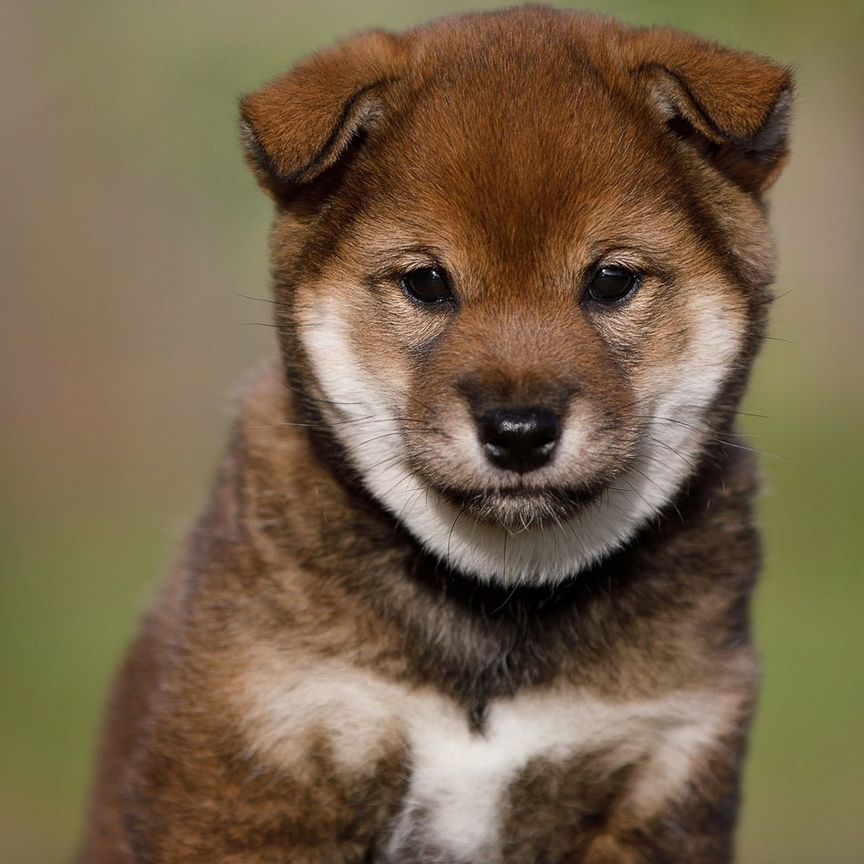 Сиба-ину, щенок