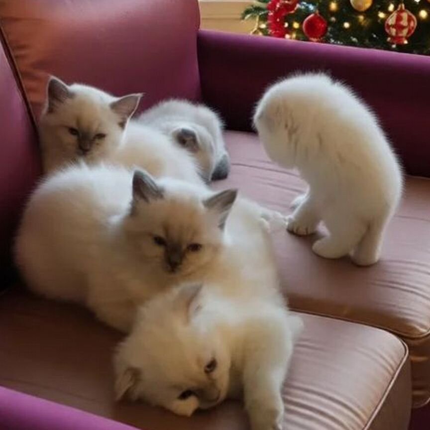 Шотландский прямоухий длинношёрстный котёнок