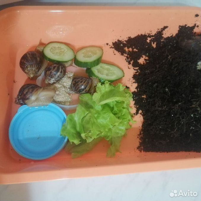 Улитки ахатины