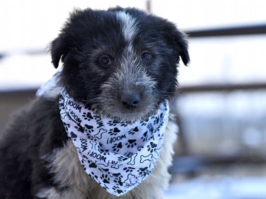 Щенок бородатик Лайза в добрые руки