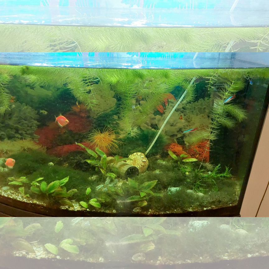 Аквариумные рыбки отдам