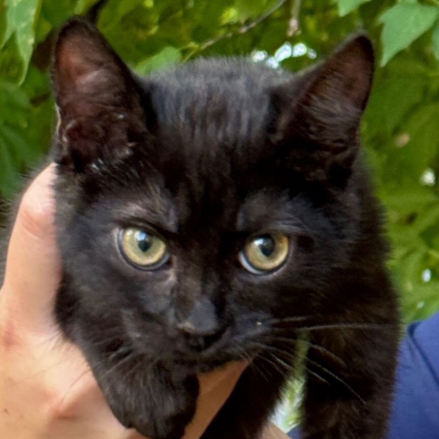 Котенок Буся