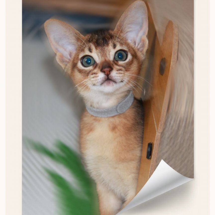Абиссинский котёнок