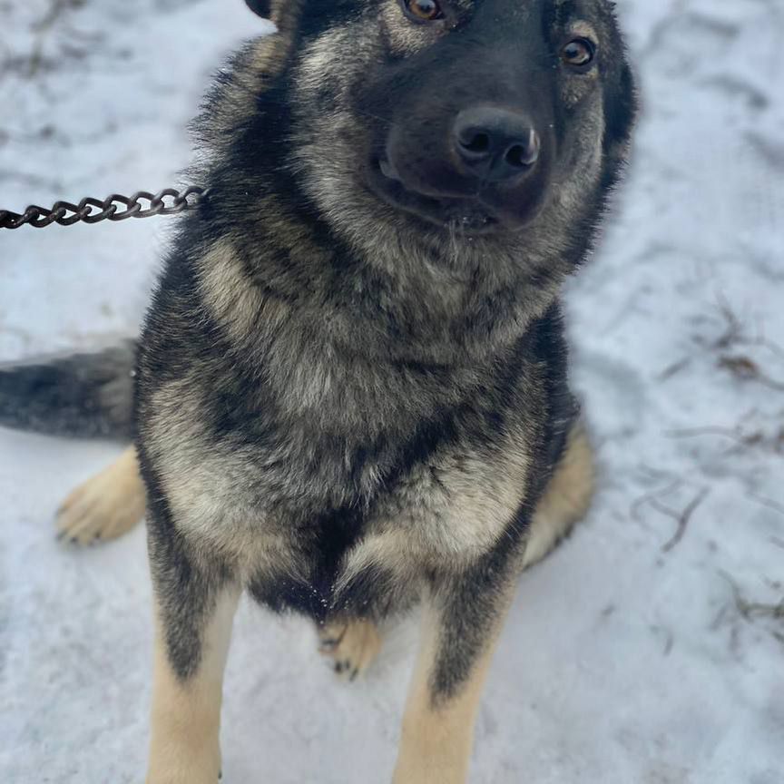 Манюня ищет дом