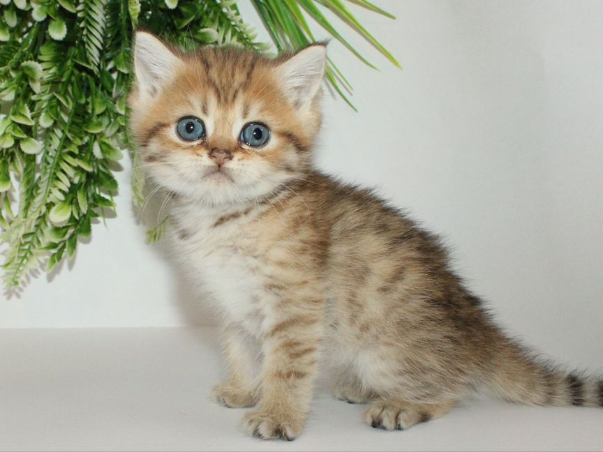 Котик (золотая шиншилла)