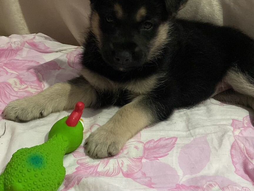 Немецкая овчарка