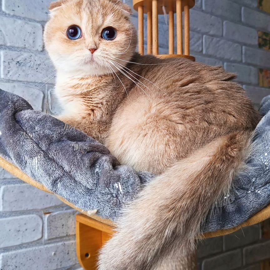 Шотландская кошечка