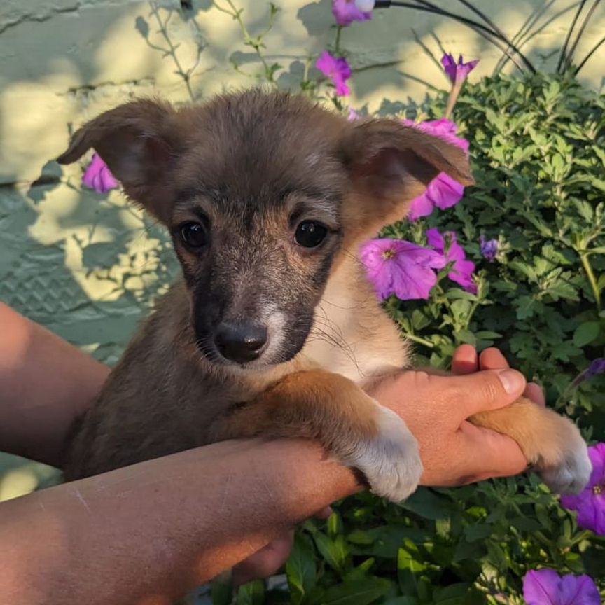 Щенок девочка в добрые руки