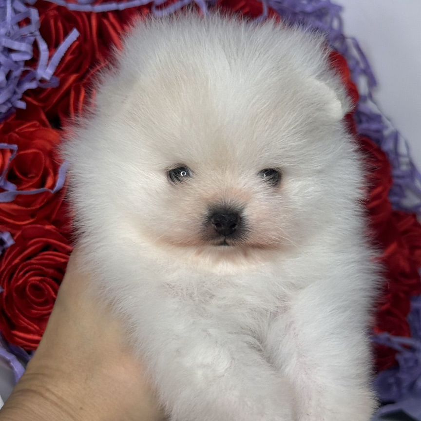 Померанский шпиц мини