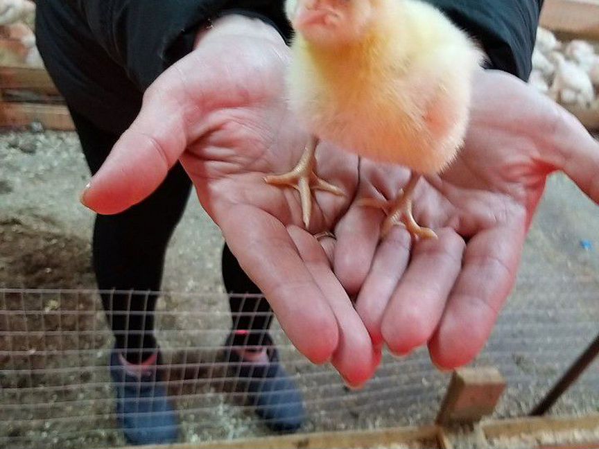 Цыпленок суточный