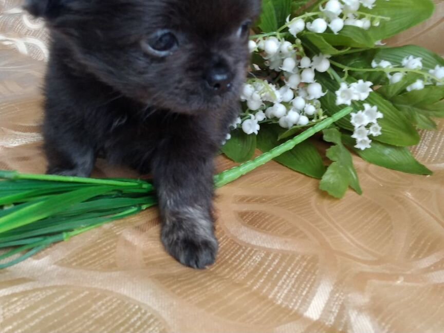 Щенки чихуахуа девочка