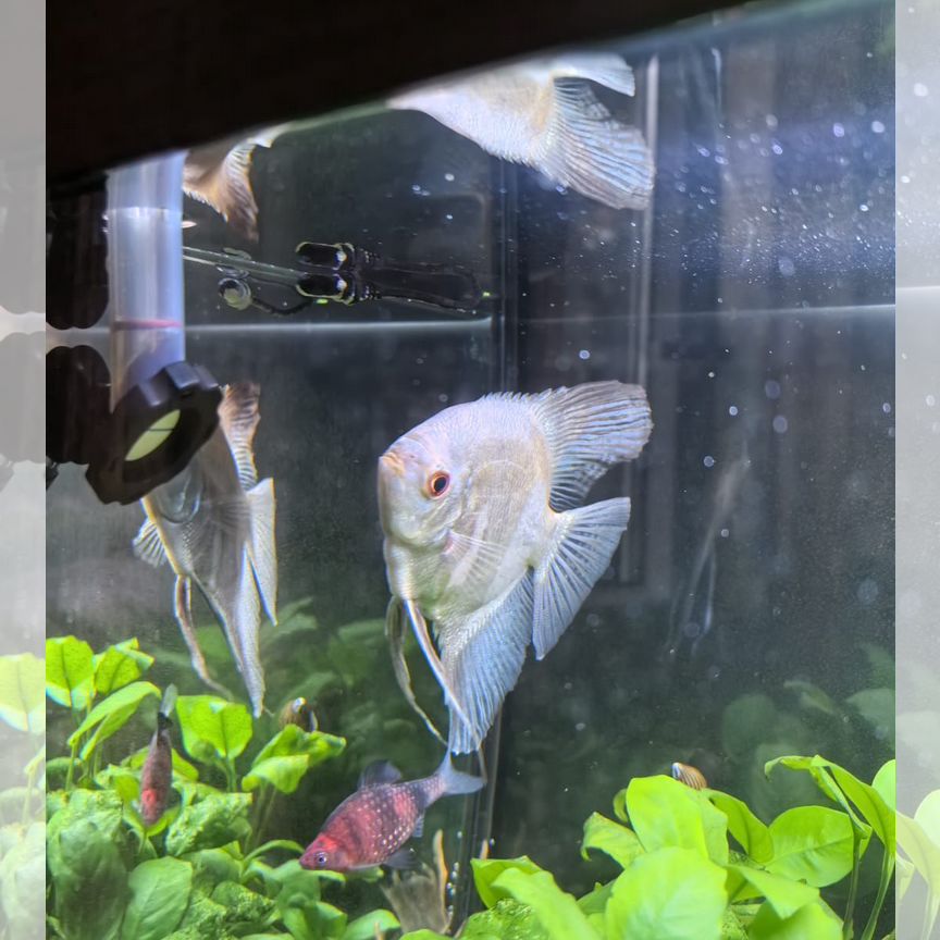 Скалярия жемчужная