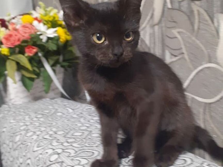Котёнок в добрые руки