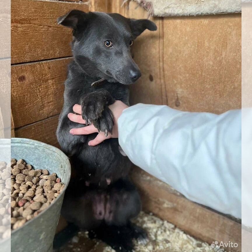 Собака в добрые руки