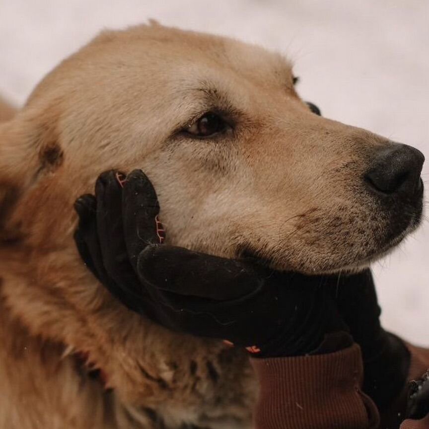 Лабрадор-ретривер, взрослый пёс
