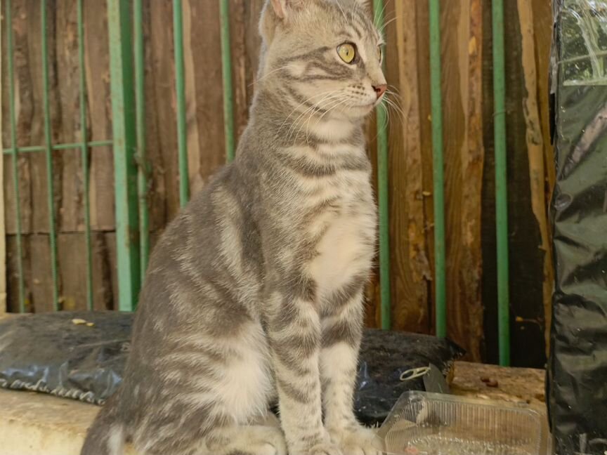 Отдам котика