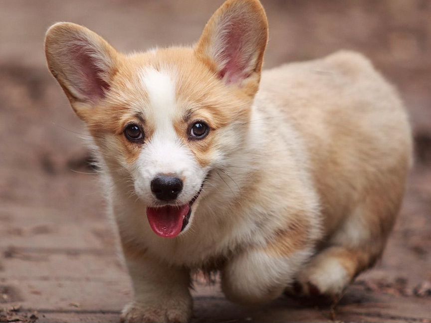 Яркие коржата 2 месяца