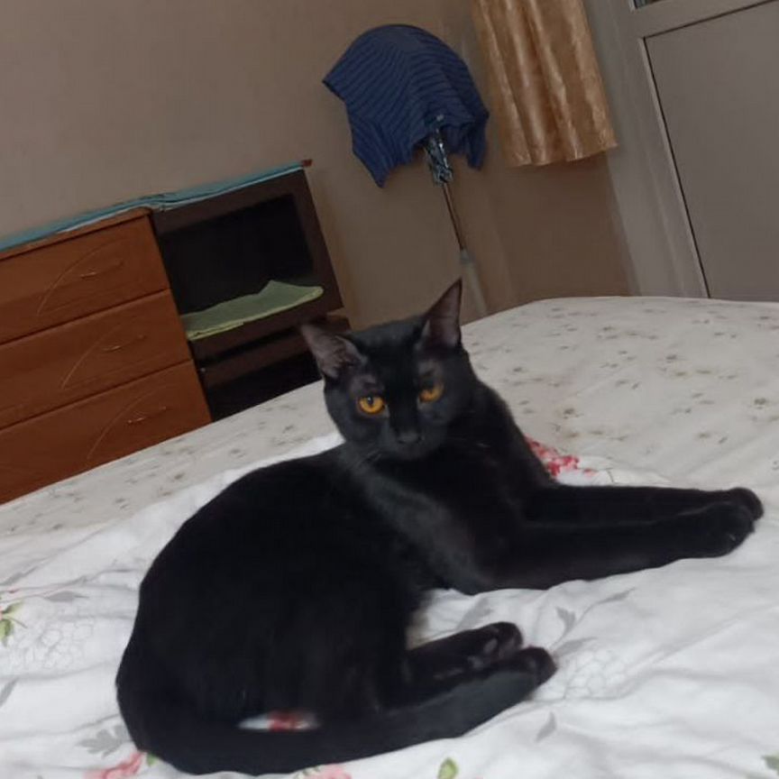 Взрослый кот в добрые руки