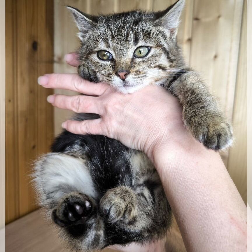 Котёнок-девочка Мурьяна, 2,5 месяца