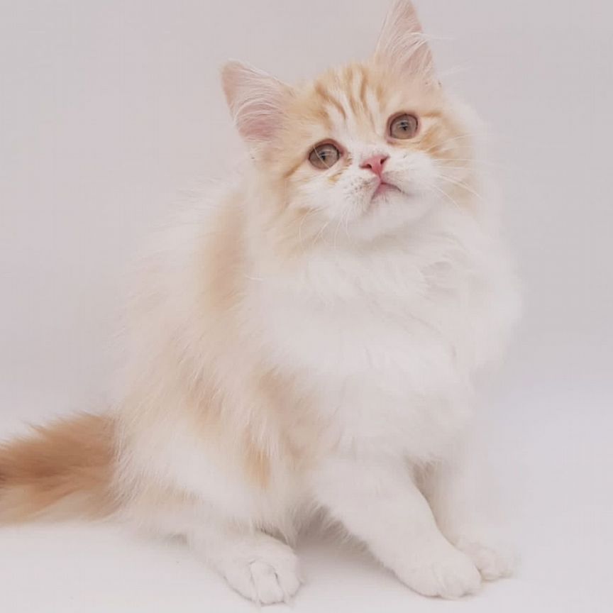 Шотландские прямоухие котята