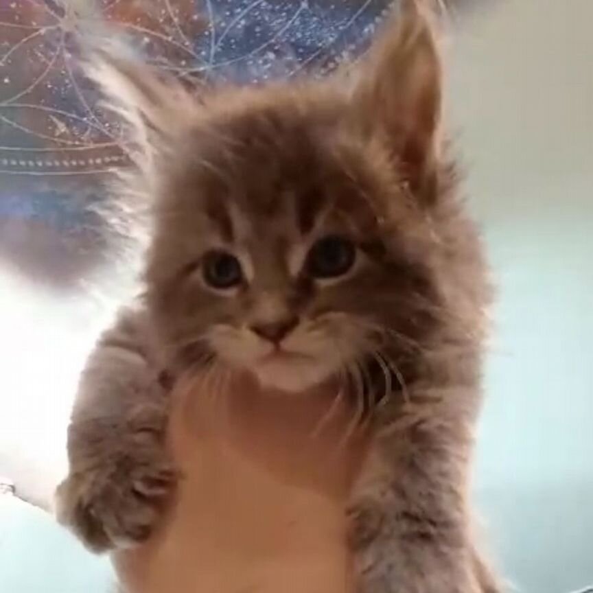 Мейн-кун мальчик