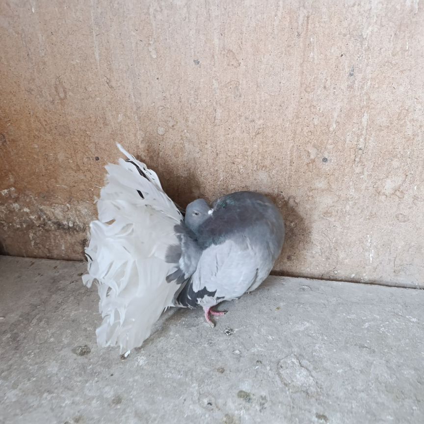 Продажа голубей