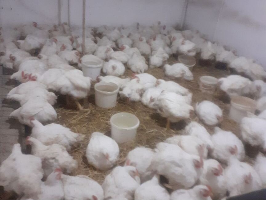 Куры бройлеры