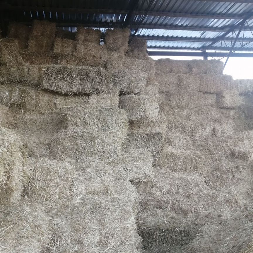 Солома пшеничная в тюках