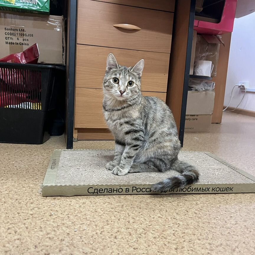 Кошечка котенок девочка 5 мес а добрые руки