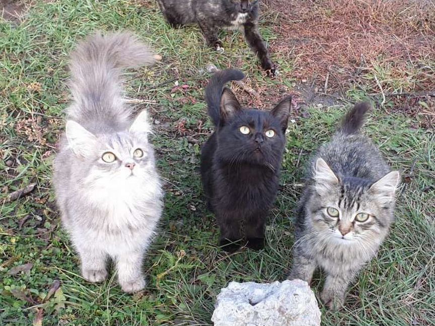 Котята в добрые руки