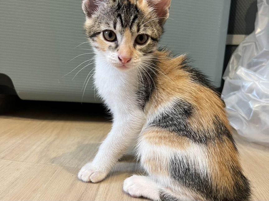 Котёнок в хорошие руки