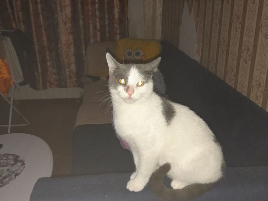 Котику улыбаке нужен дом