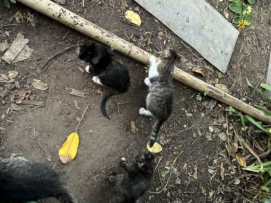 Котята в добрые руки